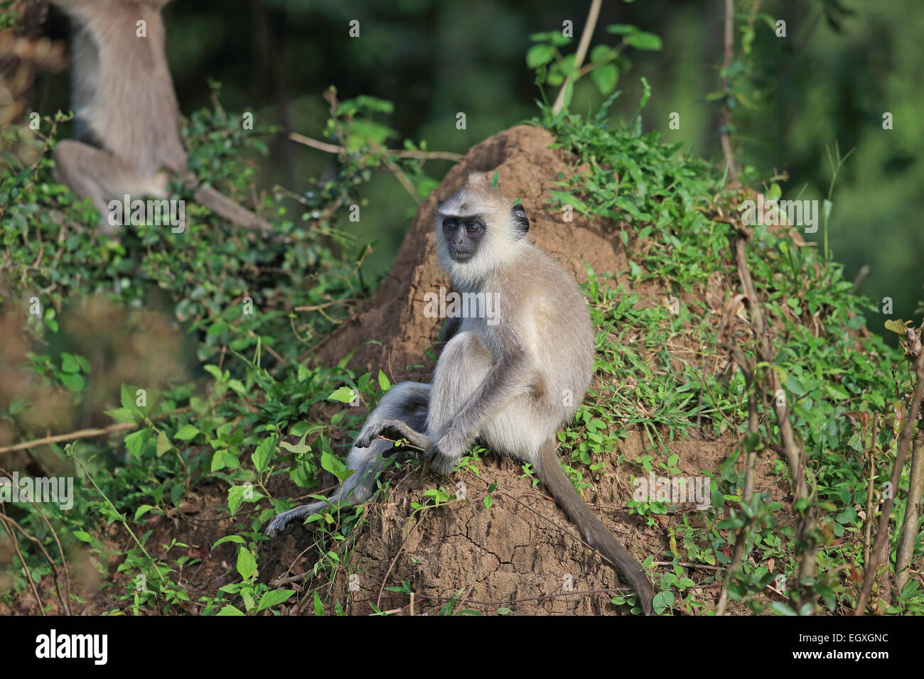 Tufted Grey Langur (Semnopithecus priam priam Stock Photo - Alamy