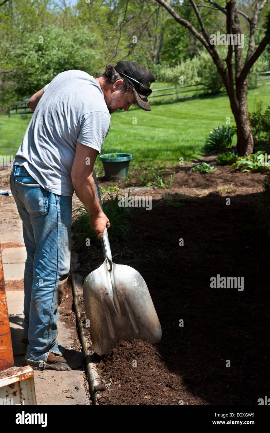 Man with shovel mulching a garden Stock Photo - Alamy