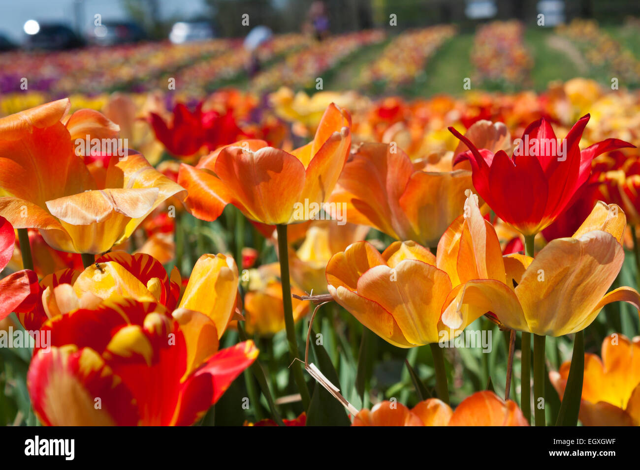 Colorful tulip field in Haymarket, Virginia Stock Photo - Alamy