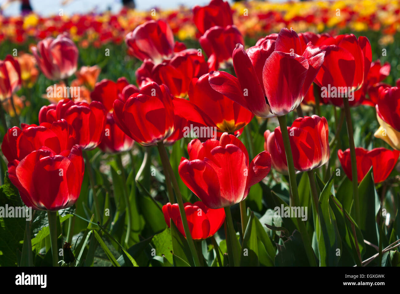 Colorful tulip field in Haymarket, Virginia Stock Photo - Alamy