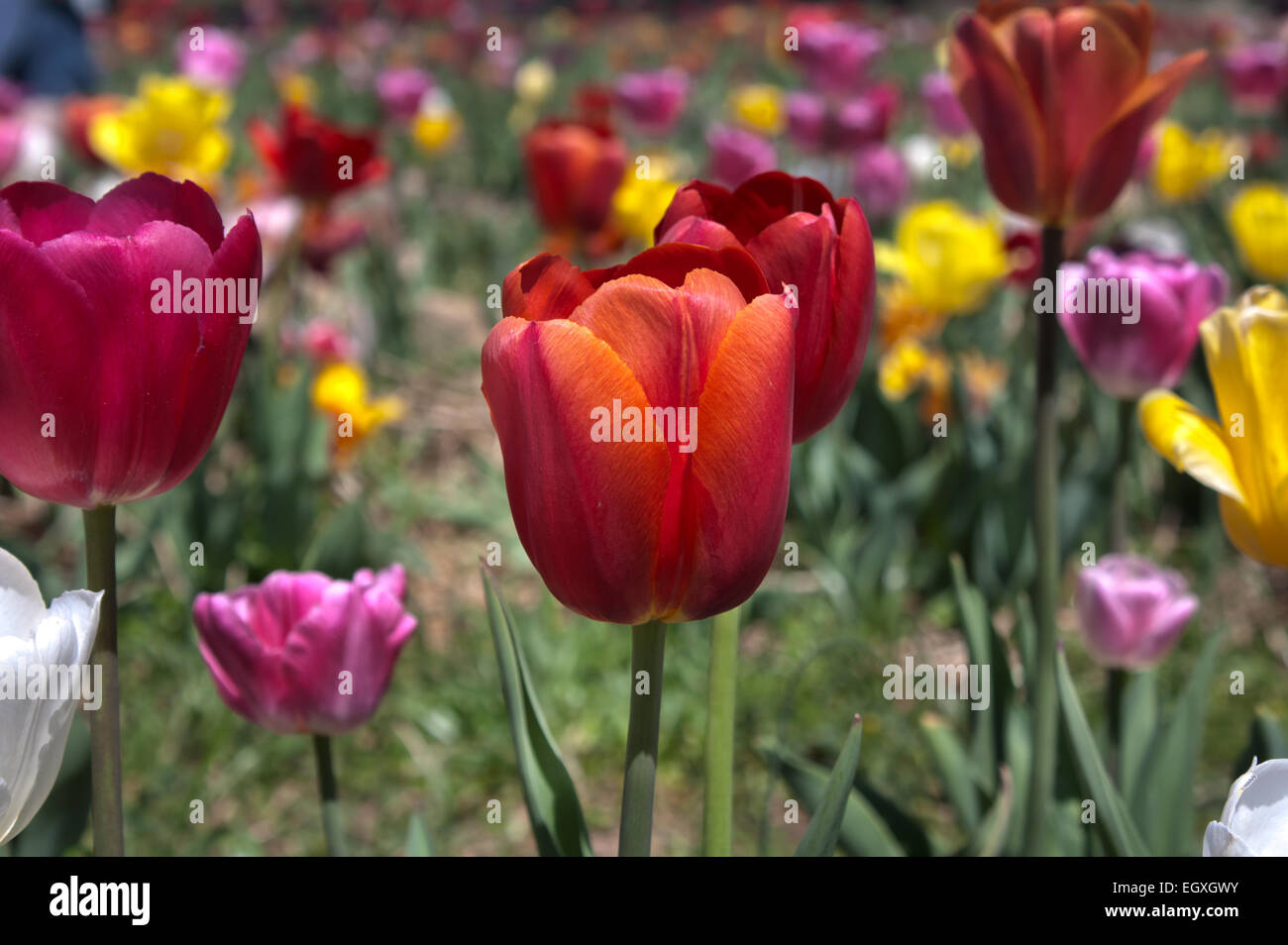 Yellow flowers in field virginia hi-res stock photography and images ...