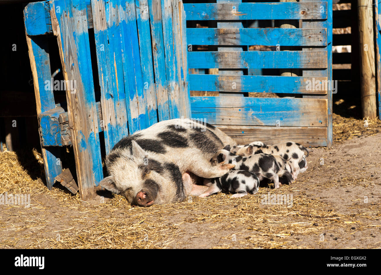 A domestic Asian pot-bellied pig nursing piglets on a farm Stock Photo ...