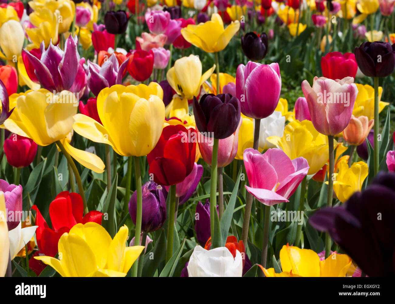 Tulips in Haymarket, Virginia Stock Photo - Alamy