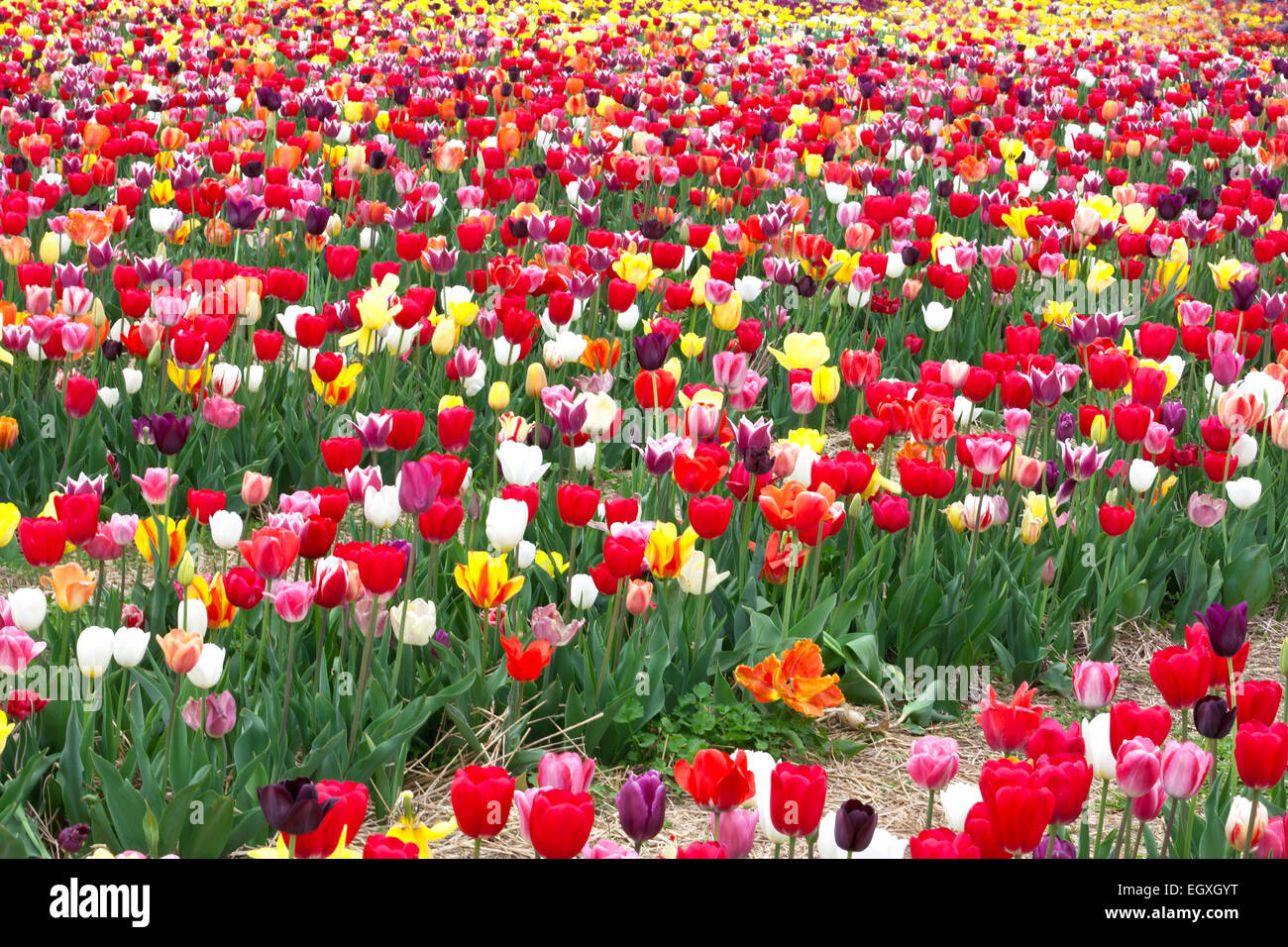 Tulips in Haymarket, Virginia Stock Photo - Alamy