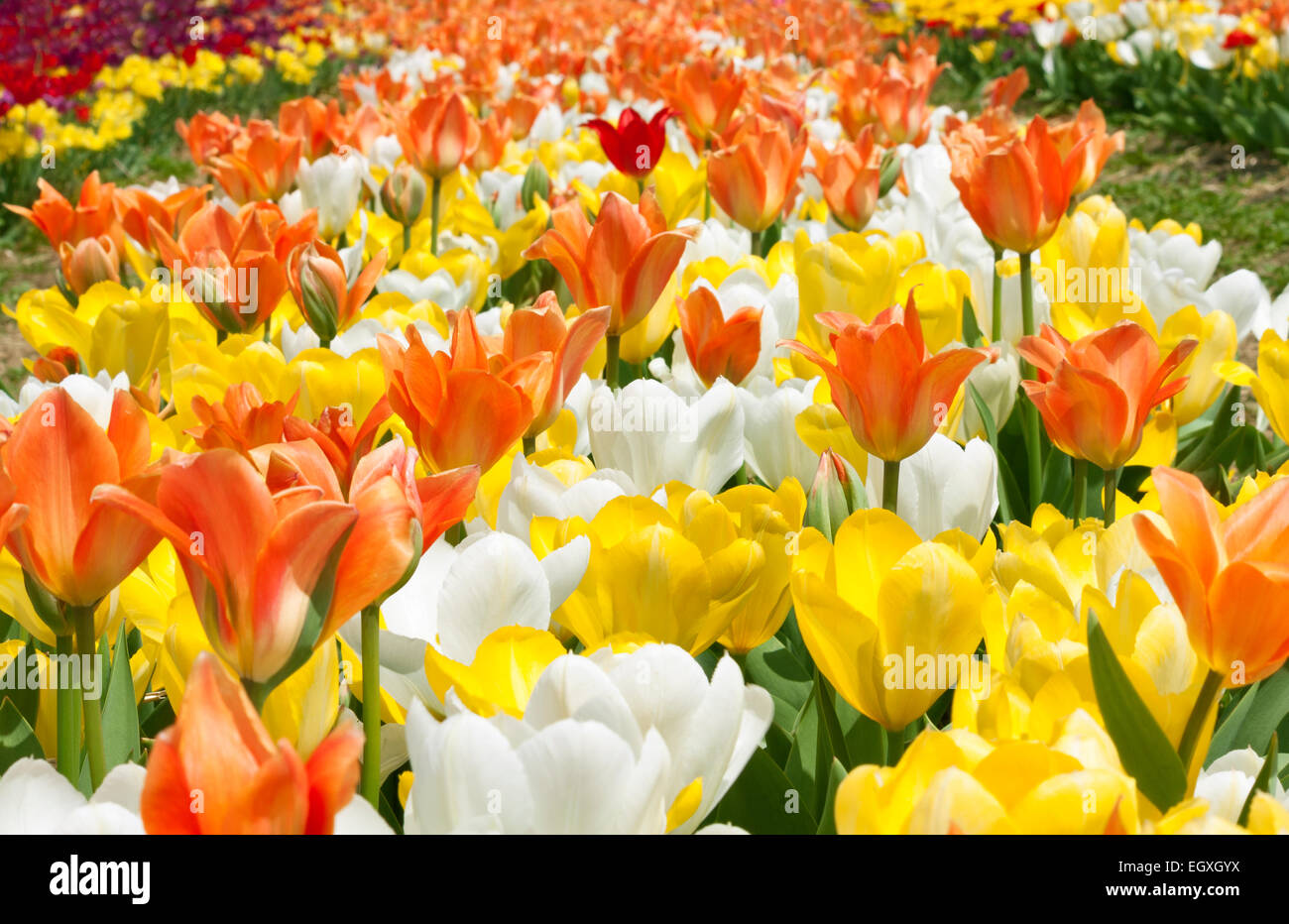 Tulips in Haymarket, Virginia Stock Photo - Alamy