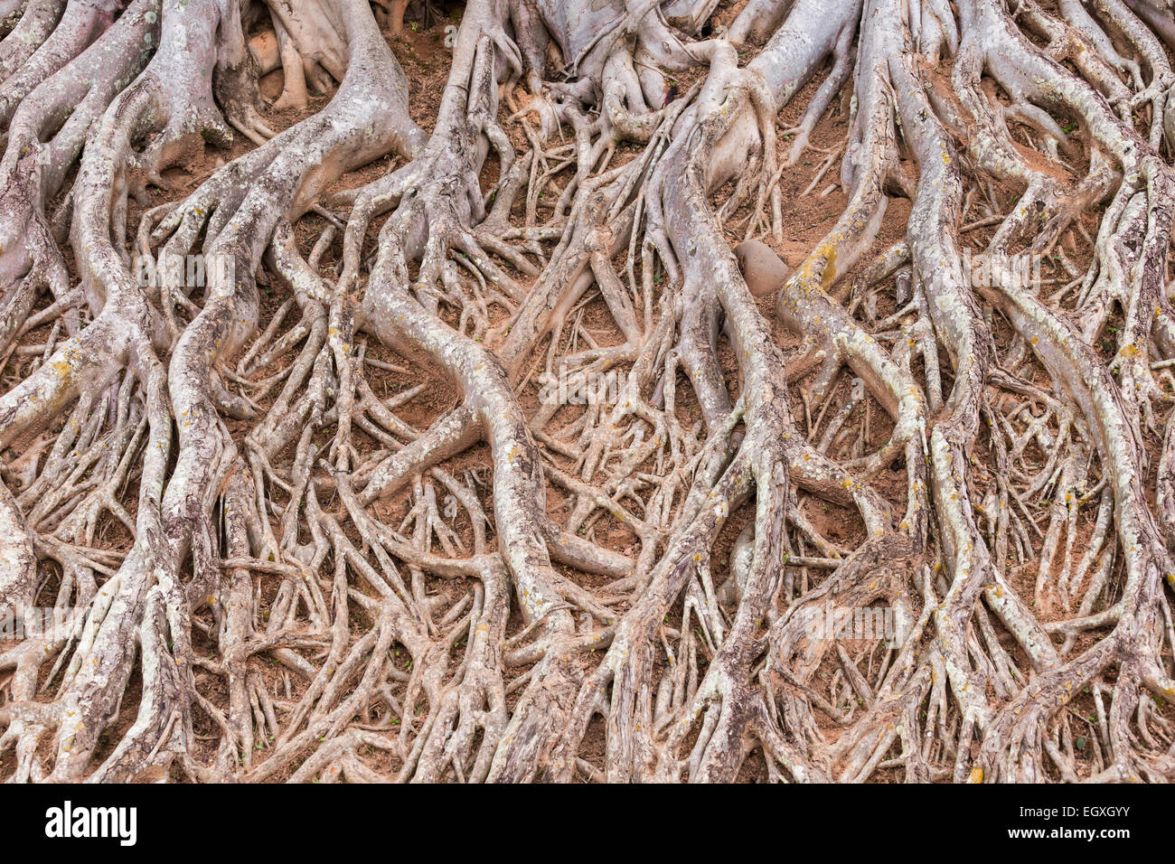 root of tree texture Stock Photo - Alamy