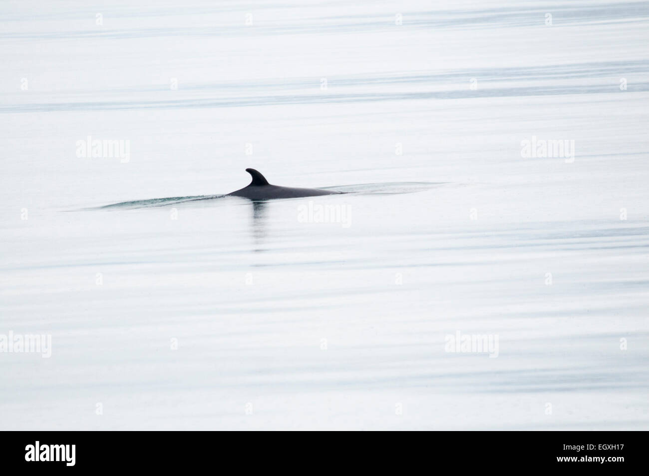Minke Whales are smaller baleen whales around seven meter long and swim ...