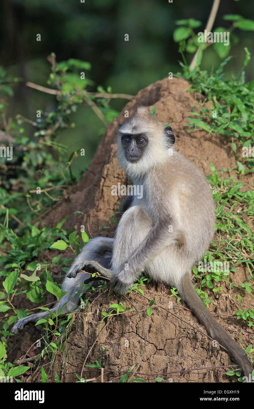 Tufted Grey Langur (Semnopithecus priam priam Stock Photo - Alamy