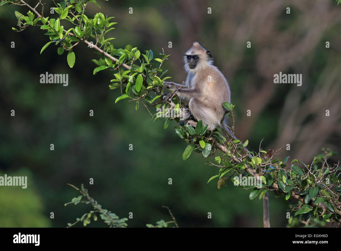 Tufted Grey Langur (Semnopithecus priam priam Stock Photo - Alamy