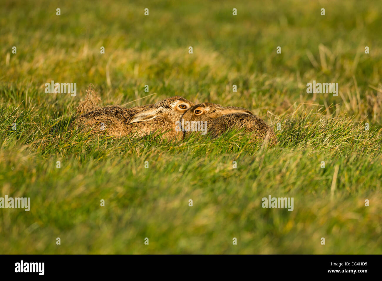 Brown hares (Lepus europaeus) pair resting in a field during mating ...