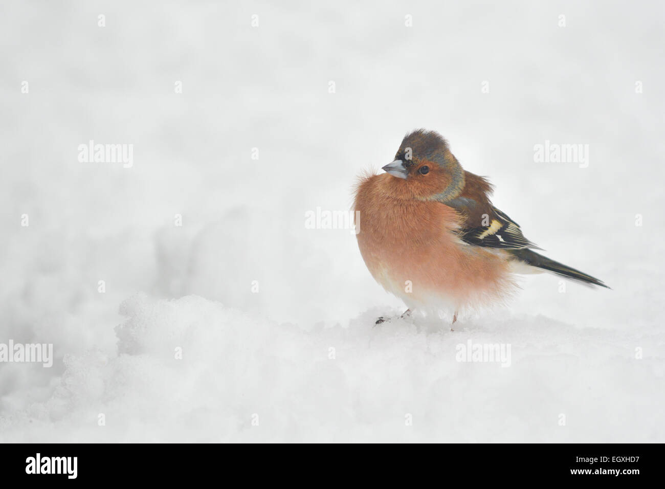 Bird with fluffed up feathers hi-res stock photography and images - Alamy