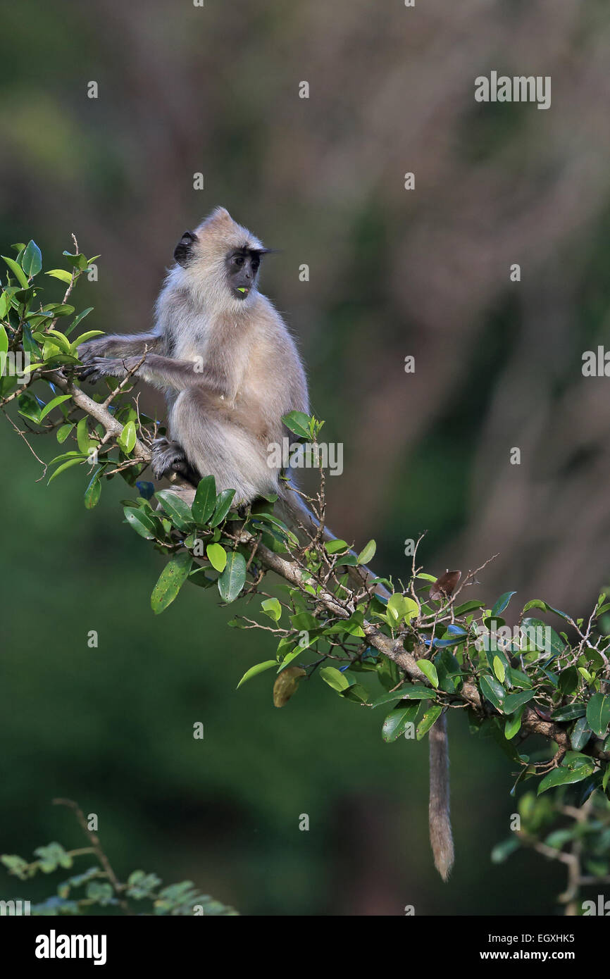 Tufted Grey Langur (Semnopithecus priam priam Stock Photo - Alamy