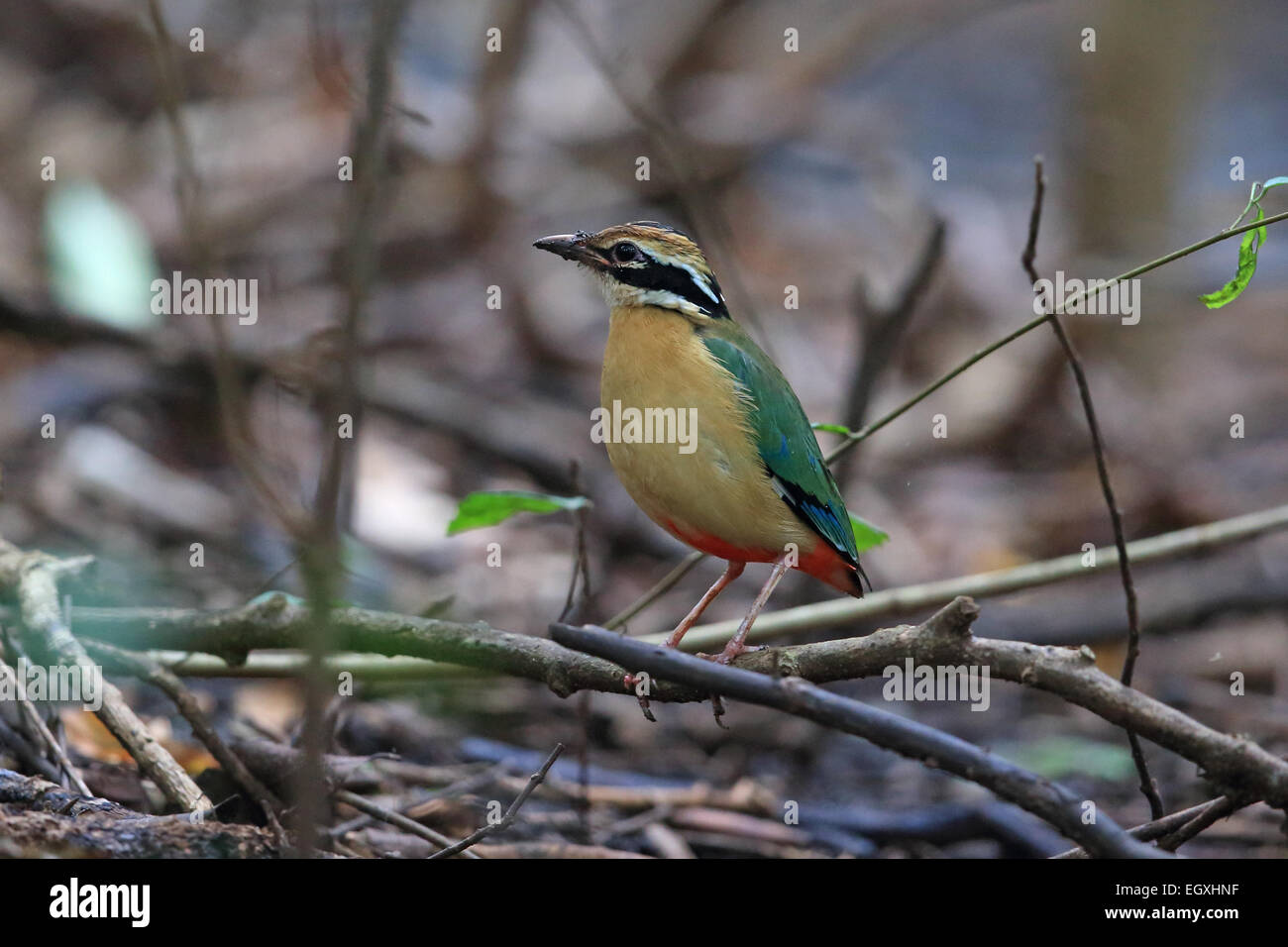 Indian Pitta (Pitta brachyura Stock Photo - Alamy