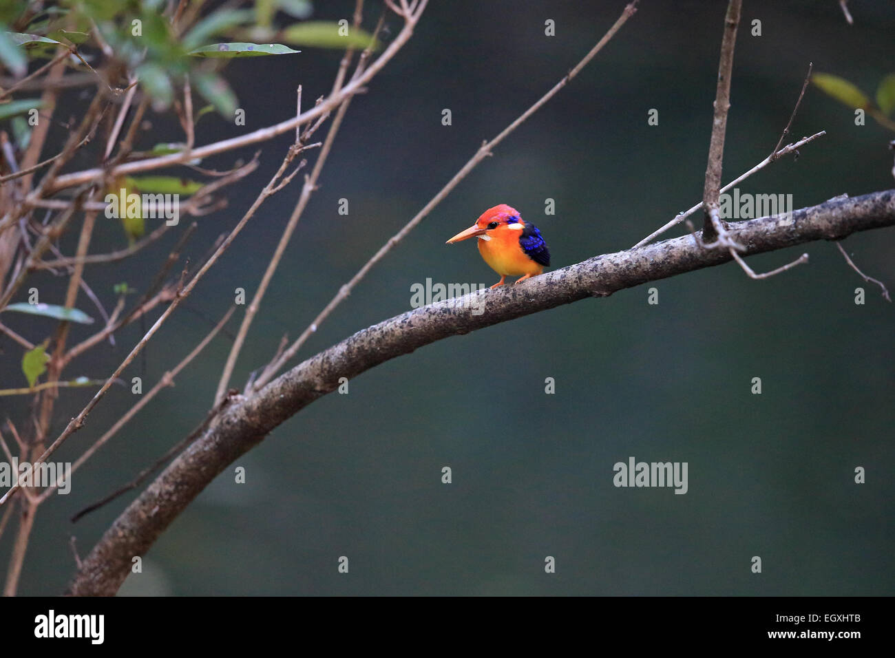 Oriental Dwarf Kingfisher (Ceyx erithaca Stock Photo - Alamy