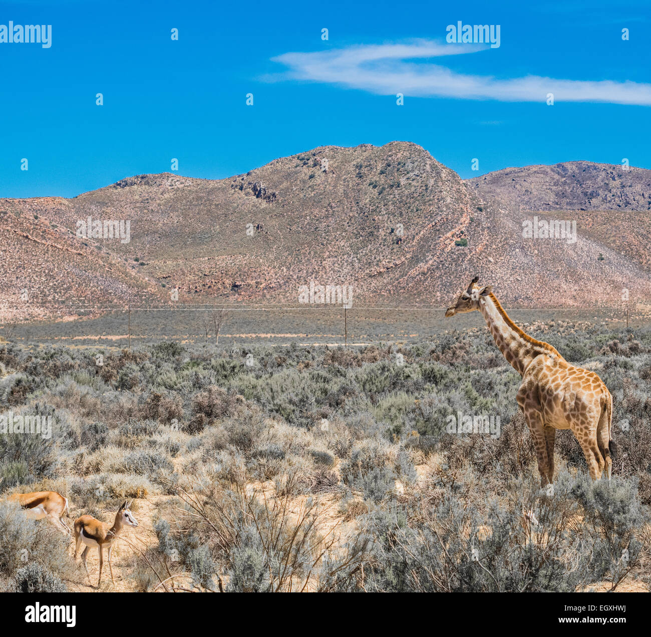 On the Lookout Stock Photo - Alamy