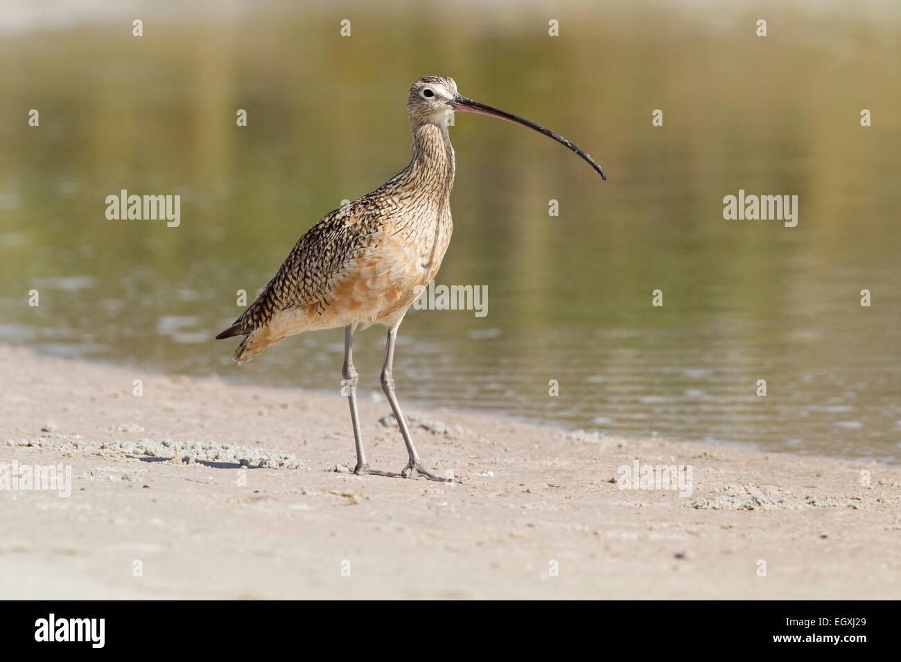 long-billed curlew (Numenius americanus) adult feeding in mud on ...