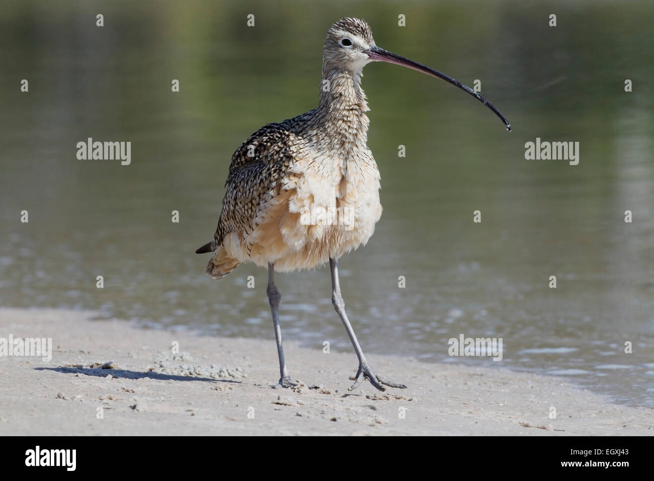 long-billed curlew (Numenius americanus) adult feeding in mud on ...
