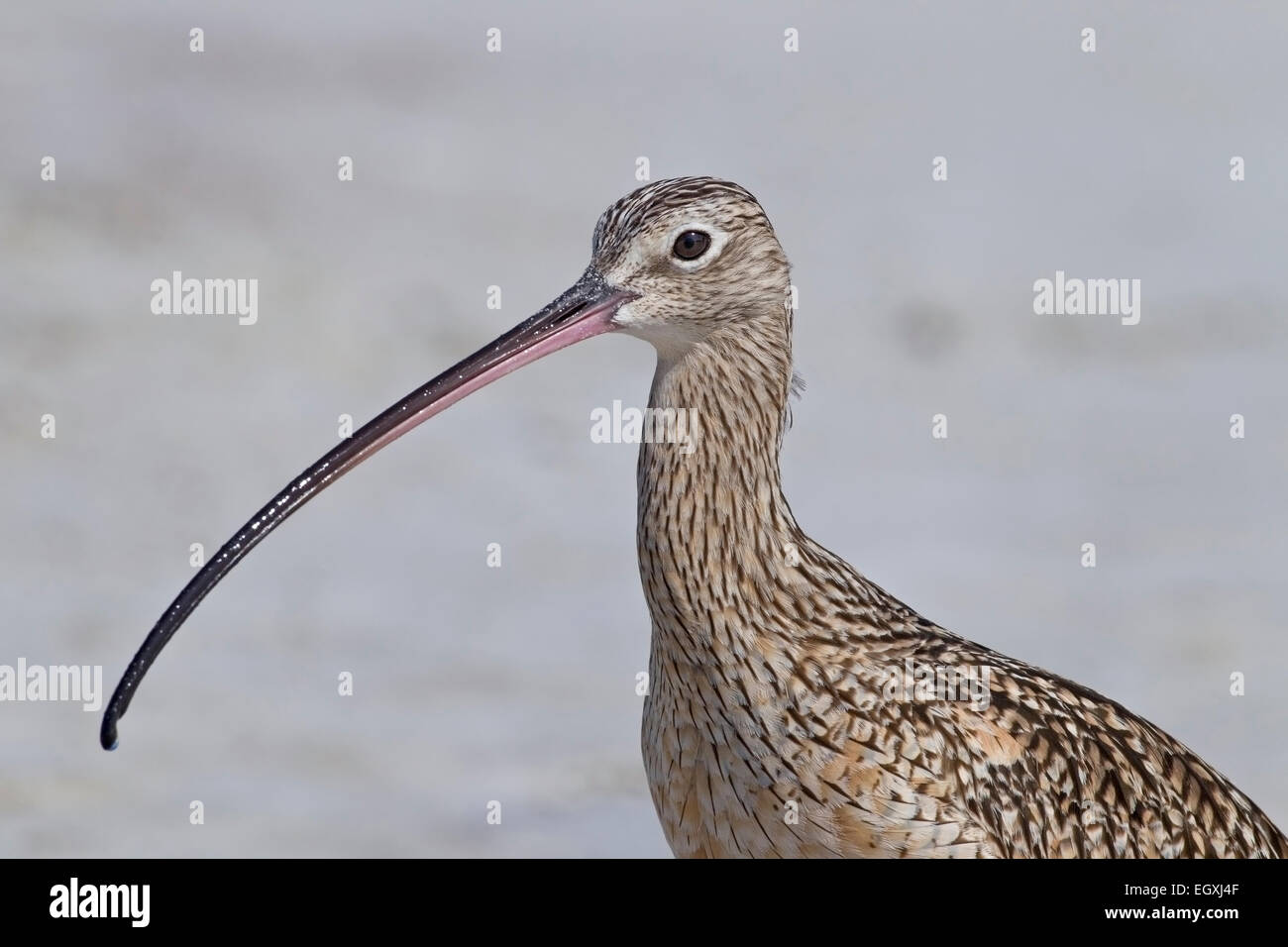 long-billed curlew (Numenius americanus) adult head and beak profile ...