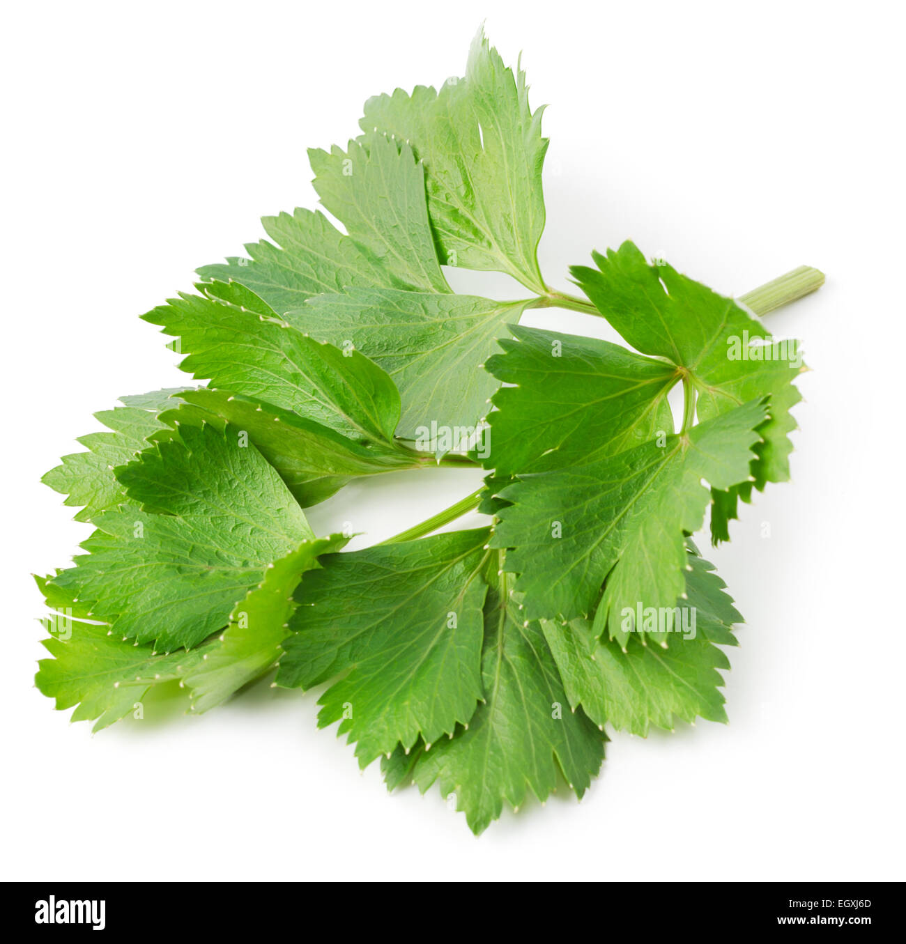 Fresh lovage twig isolated on white background. Culinary aromatic herbs ...
