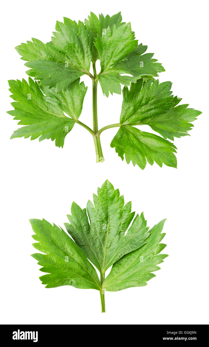 Fresh lovage twig isolated on white background. Culinary aromatic herbs ...