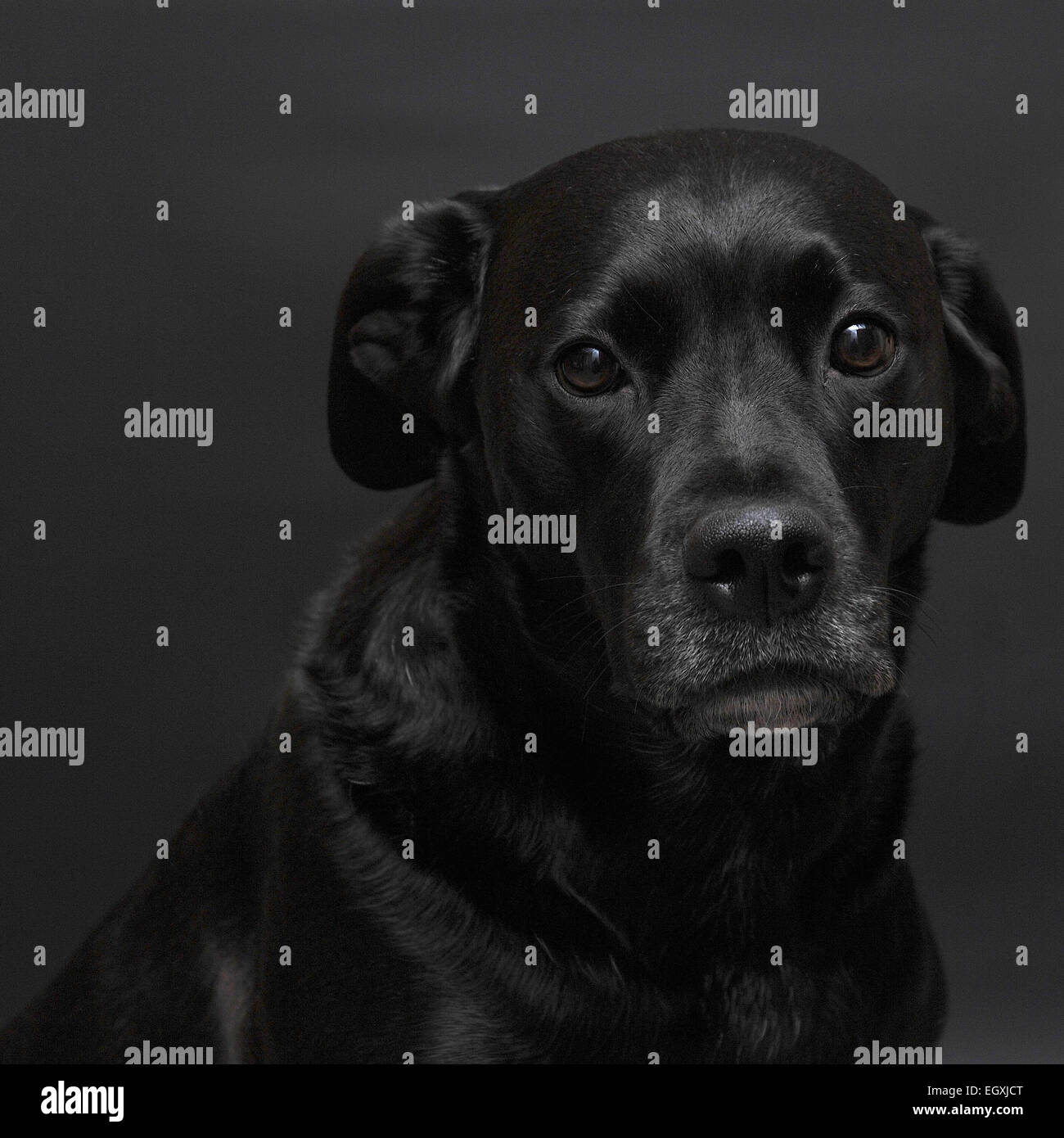 Black Labrador Boxer Mix