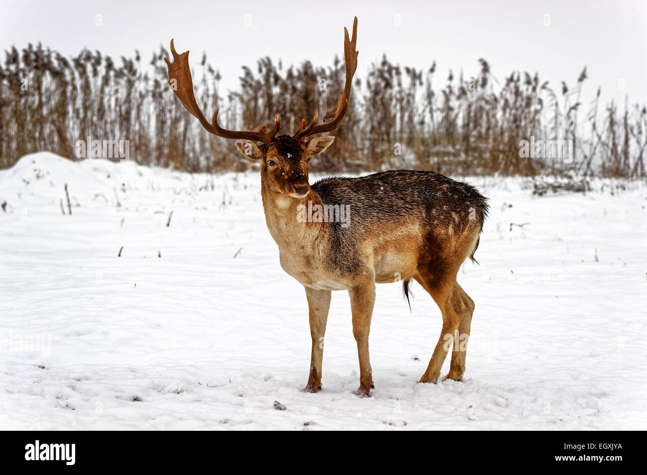 Fallow deer male in winter snow field Stock Photo - Alamy