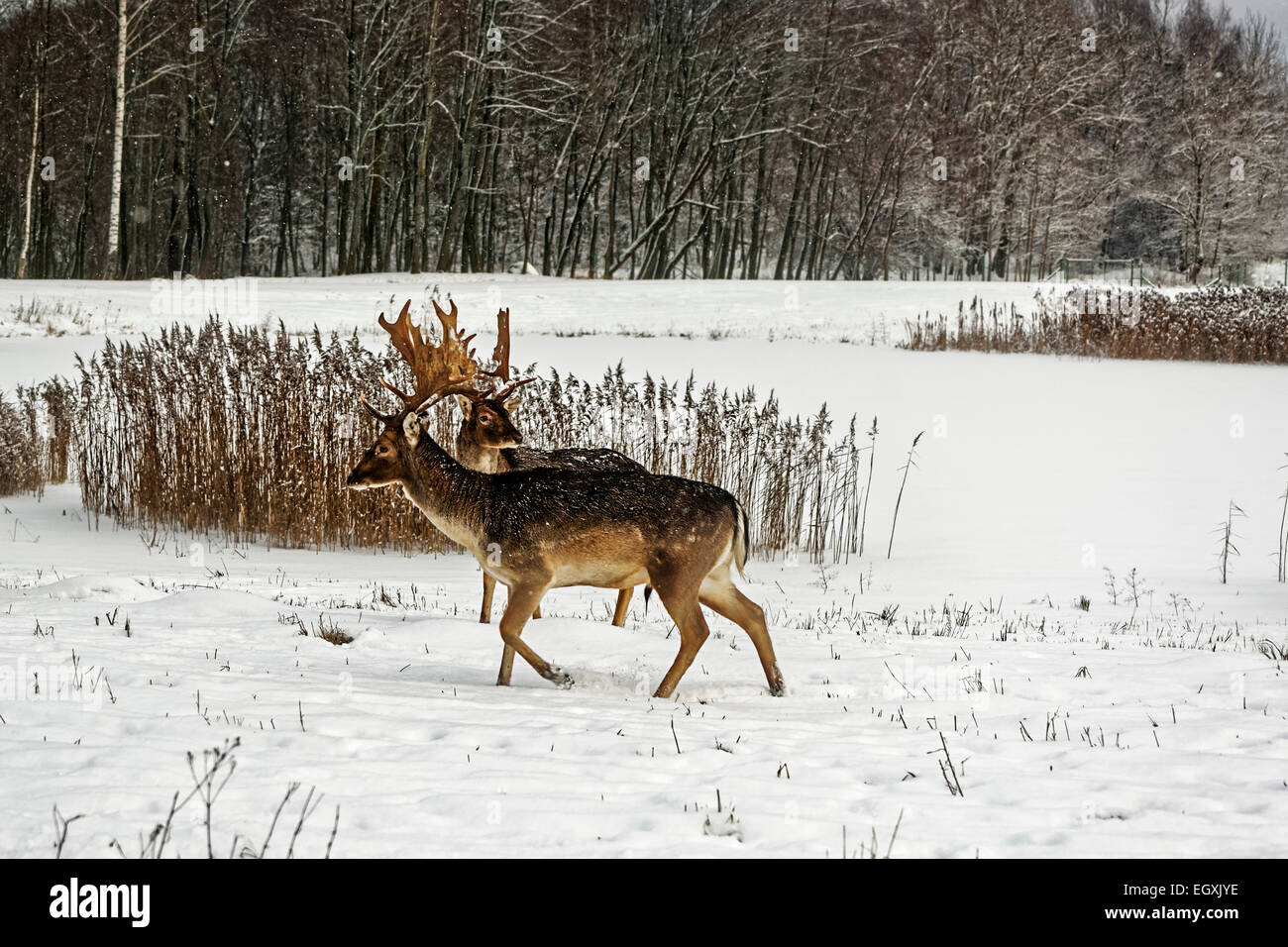 Fallow males deers in winter snow field Stock Photo - Alamy