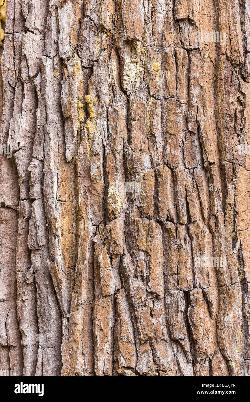 skin of tree texture Stock Photo - Alamy