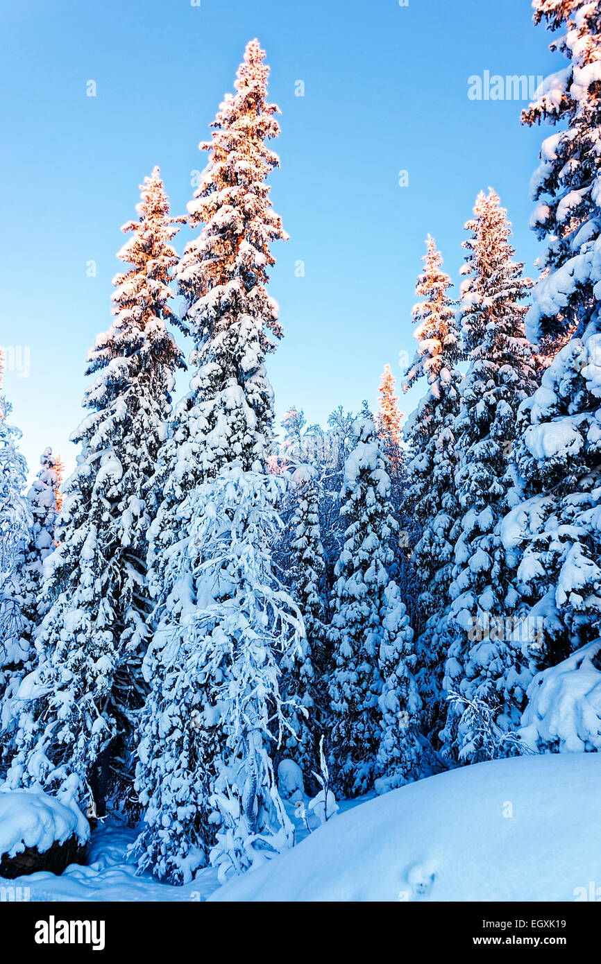 Spruce trees under snow in winter Lapland Stock Photo - Alamy