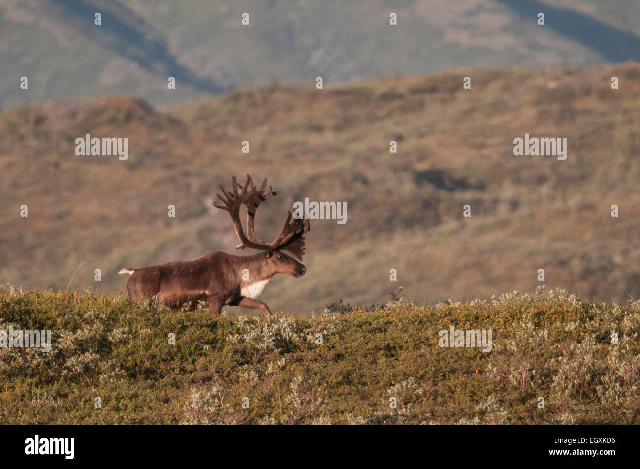 Caribou with velvet hi-res stock photography and images - Alamy