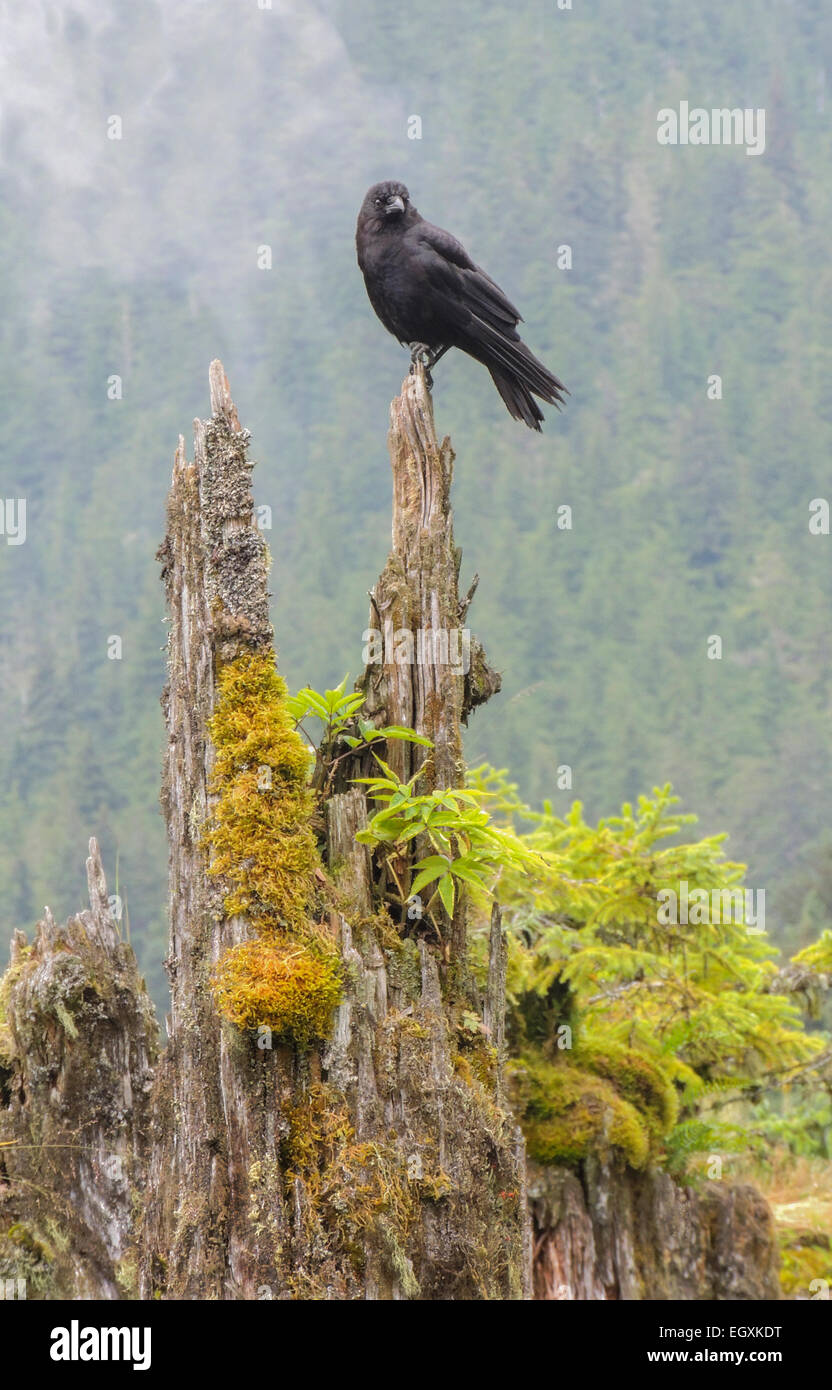 Raven Alaska High Resolution Stock Photography and Images - Alamy