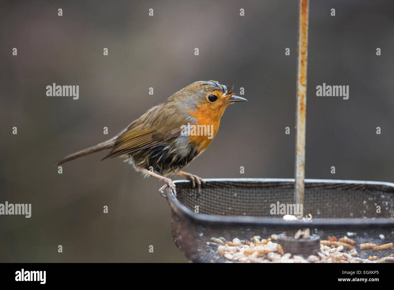 Wet robin bird hi-res stock photography and images - Alamy