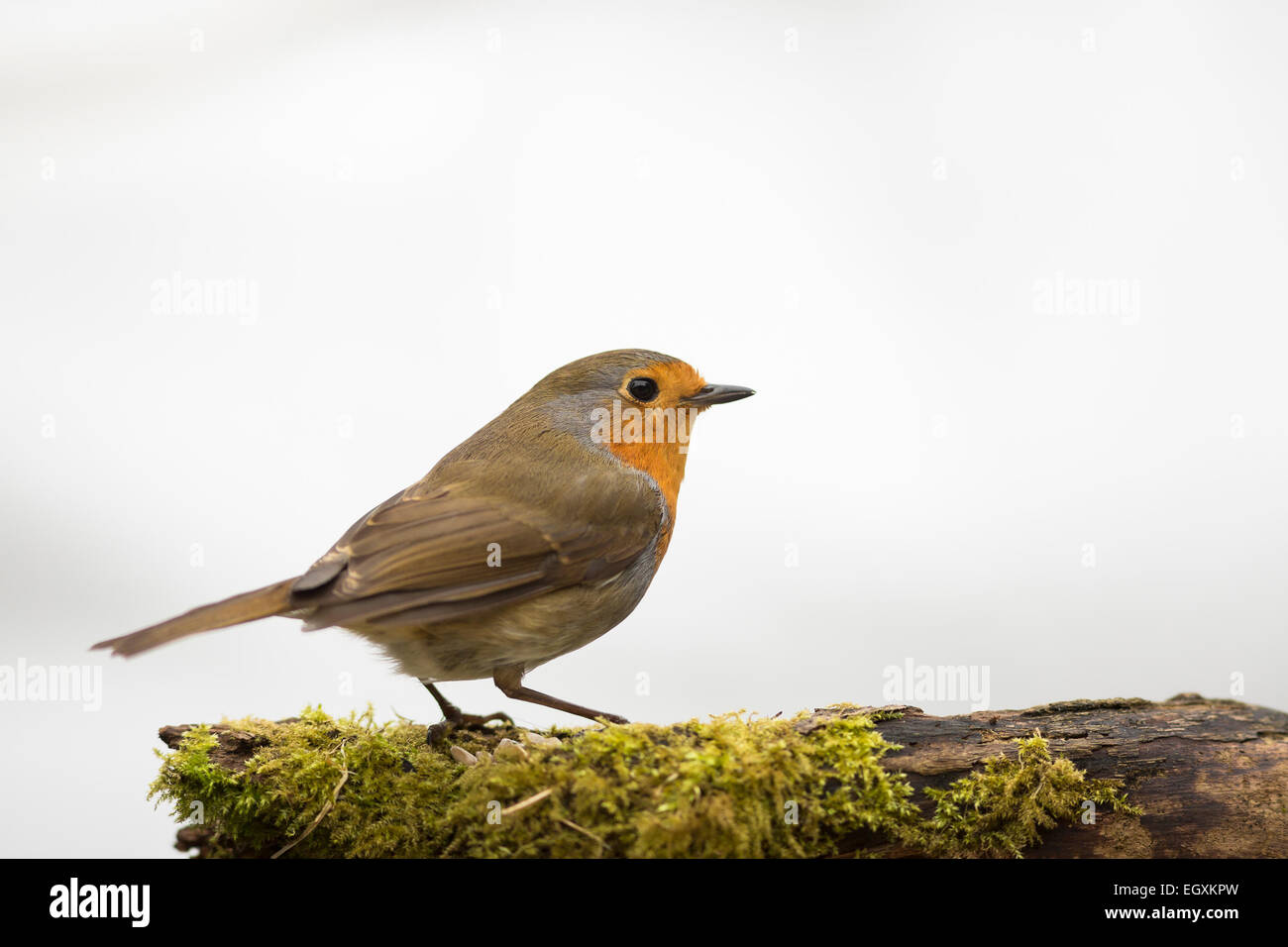 robin on mossy log isolated against white background Stock Photo - Alamy