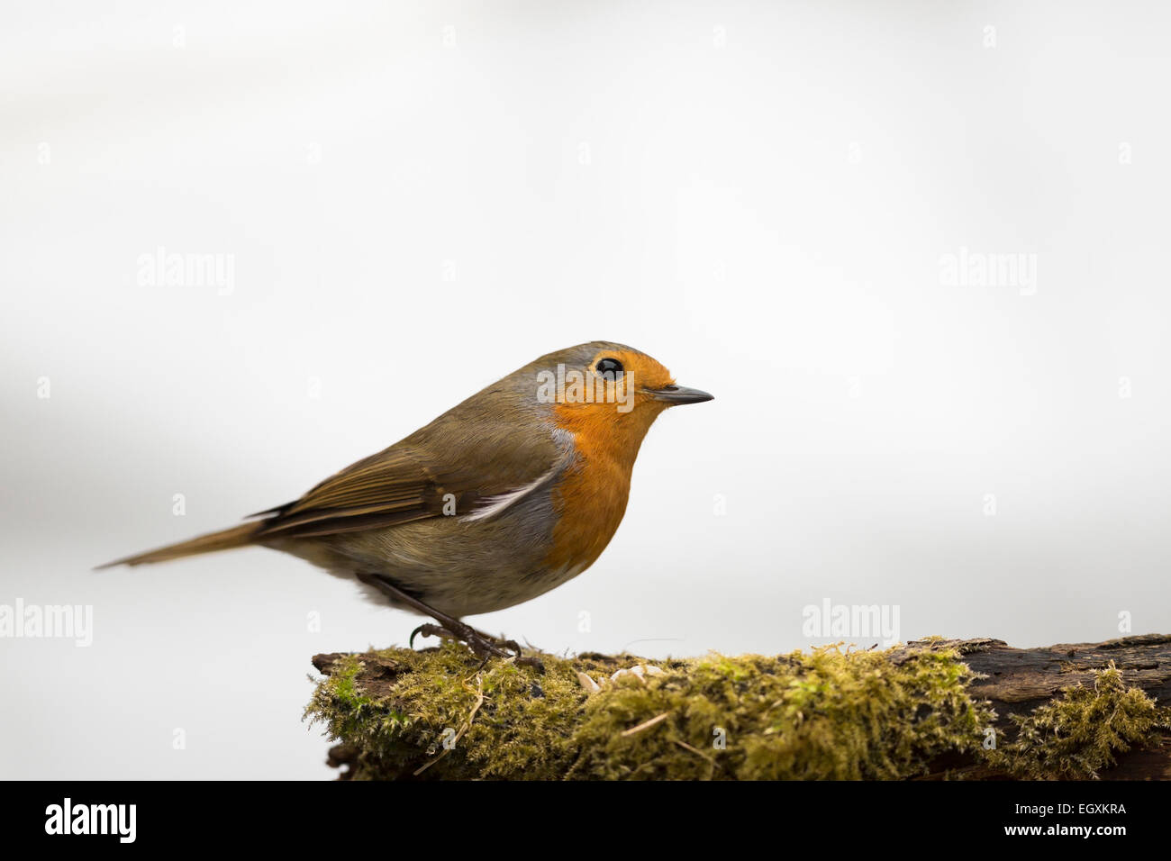 robin on mossy log isolated against white background Stock Photo - Alamy