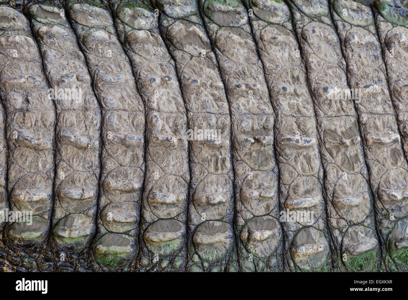 Crocodile skin texture Stock Photo - Alamy