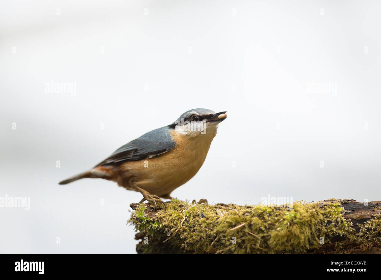 nuthatch with food in bill isolated against white background Stock ...