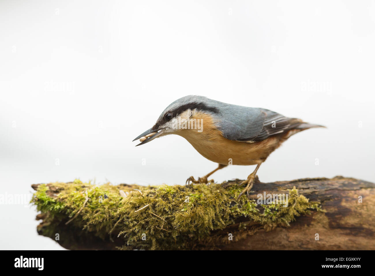 nuthatch with food in bill isolated against white background Stock ...