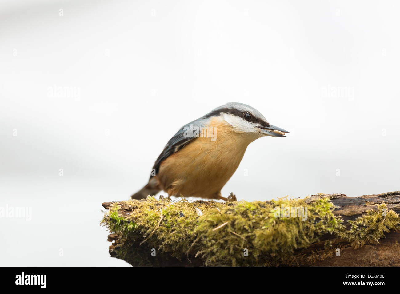 nuthatch with food in bill isolated against white background Stock ...