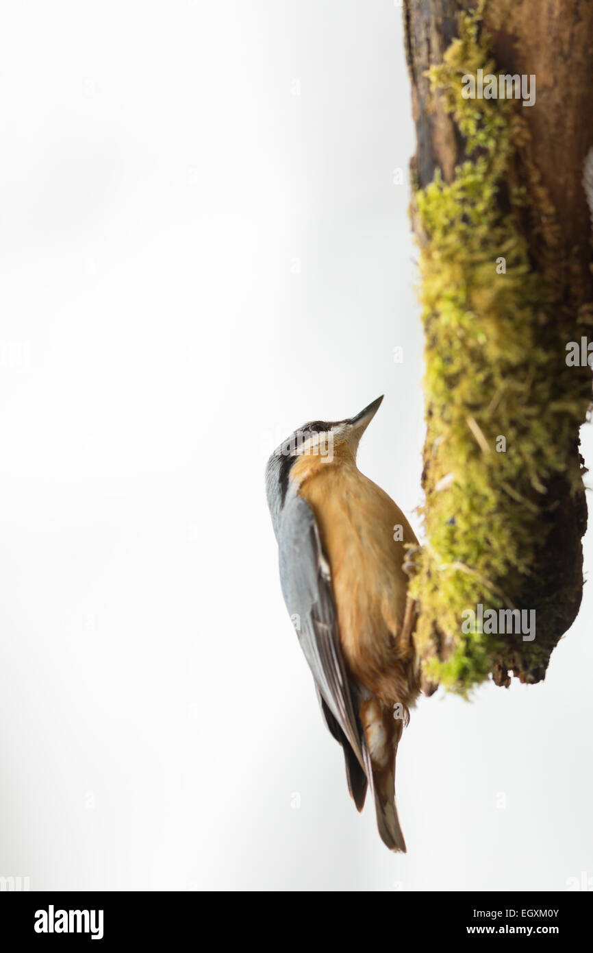 nuthatch climbing isolated against white background Stock Photo - Alamy
