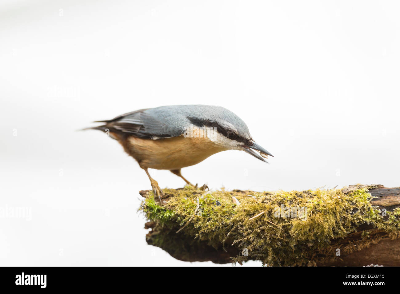 nuthatch with food in bill isolated against white background Stock ...
