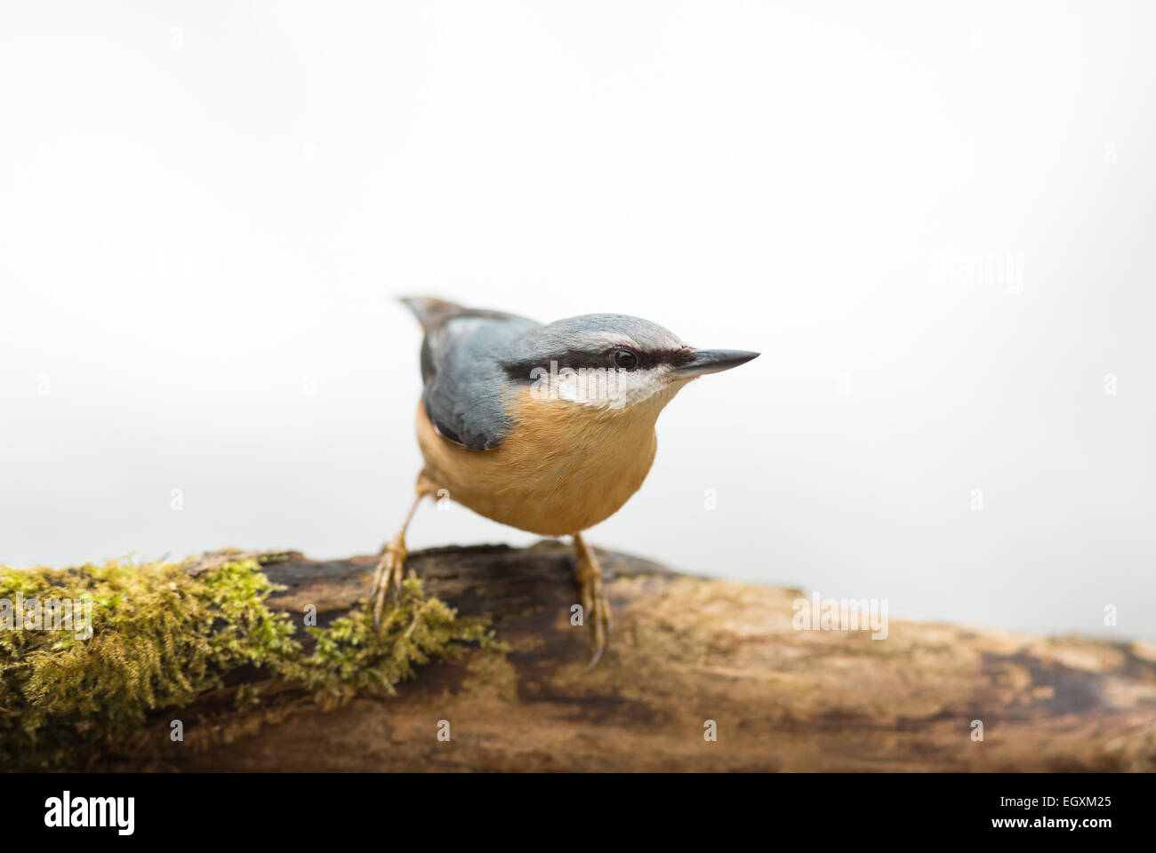nuthatch on moss covered log isolated against white background Stock ...