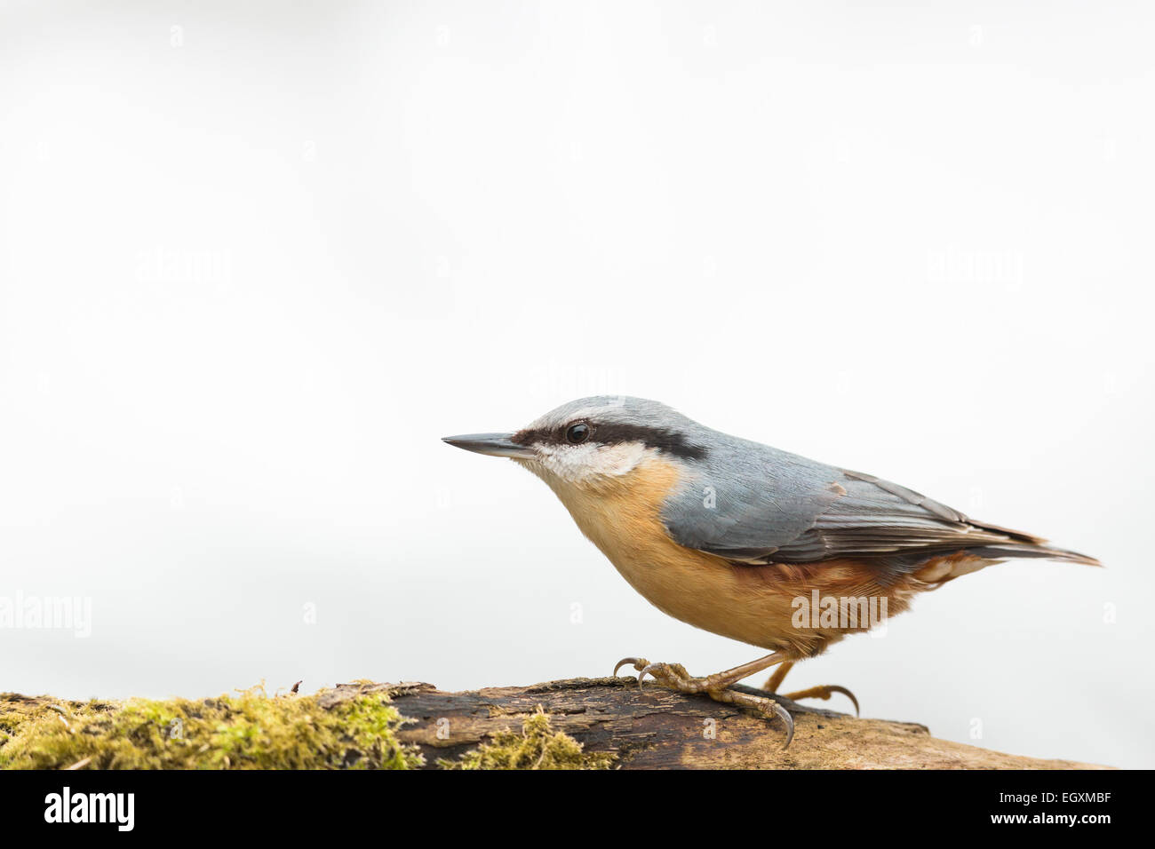 nuthatch on moss covered log isolated against white background Stock ...