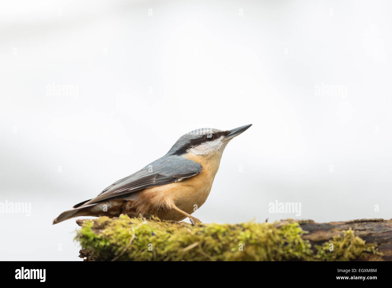 nuthatch on moss covered log isolated against white background Stock ...