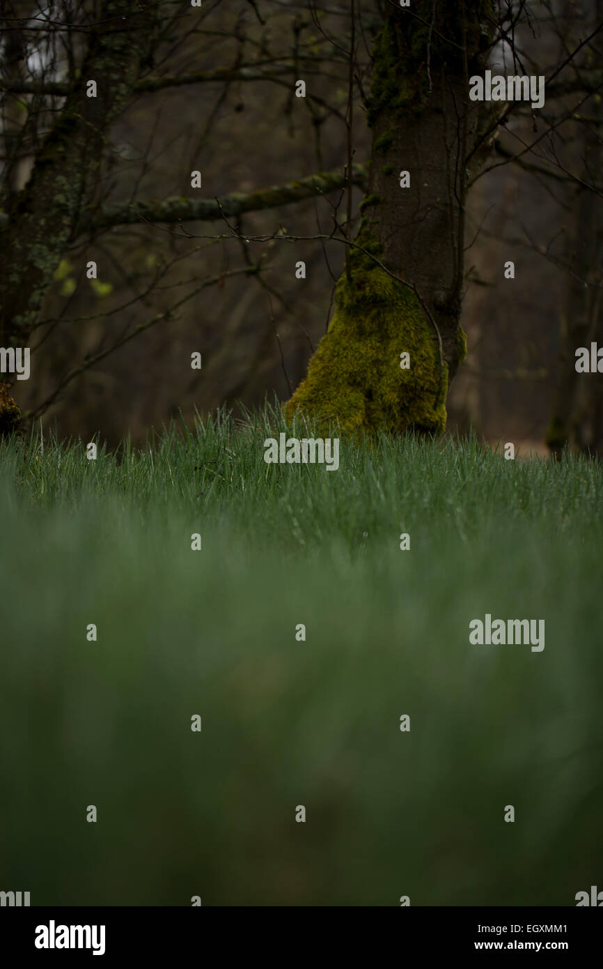 Low tree in foreground hi-res stock photography and images - Alamy