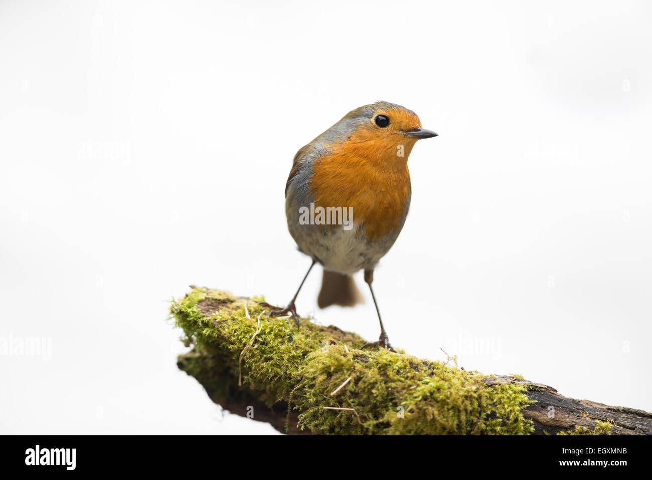 robin on mossy log isolated against white background Stock Photo - Alamy
