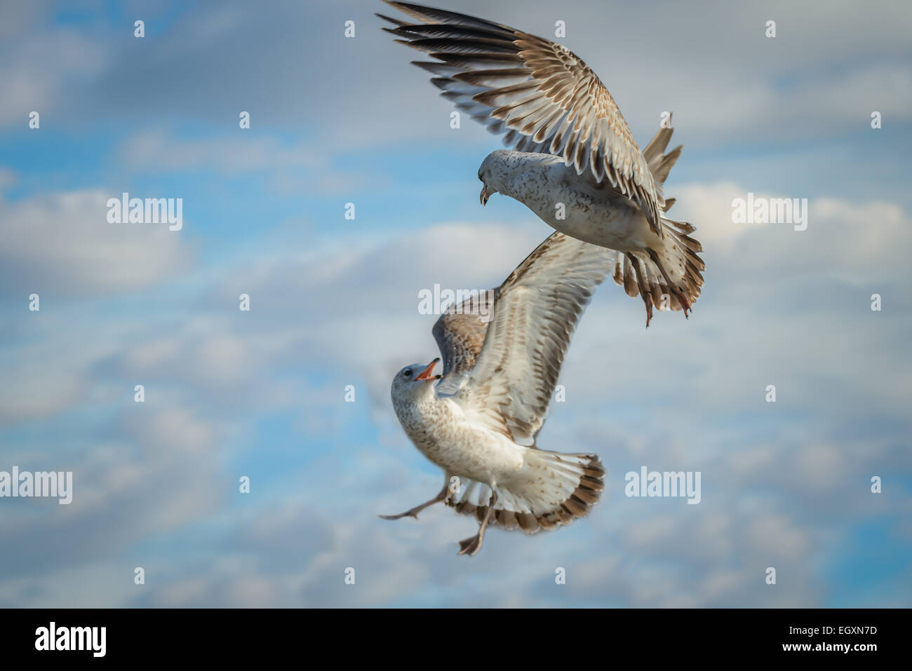 Seagulls are fighting with each other on a background of blue sky Stock ...