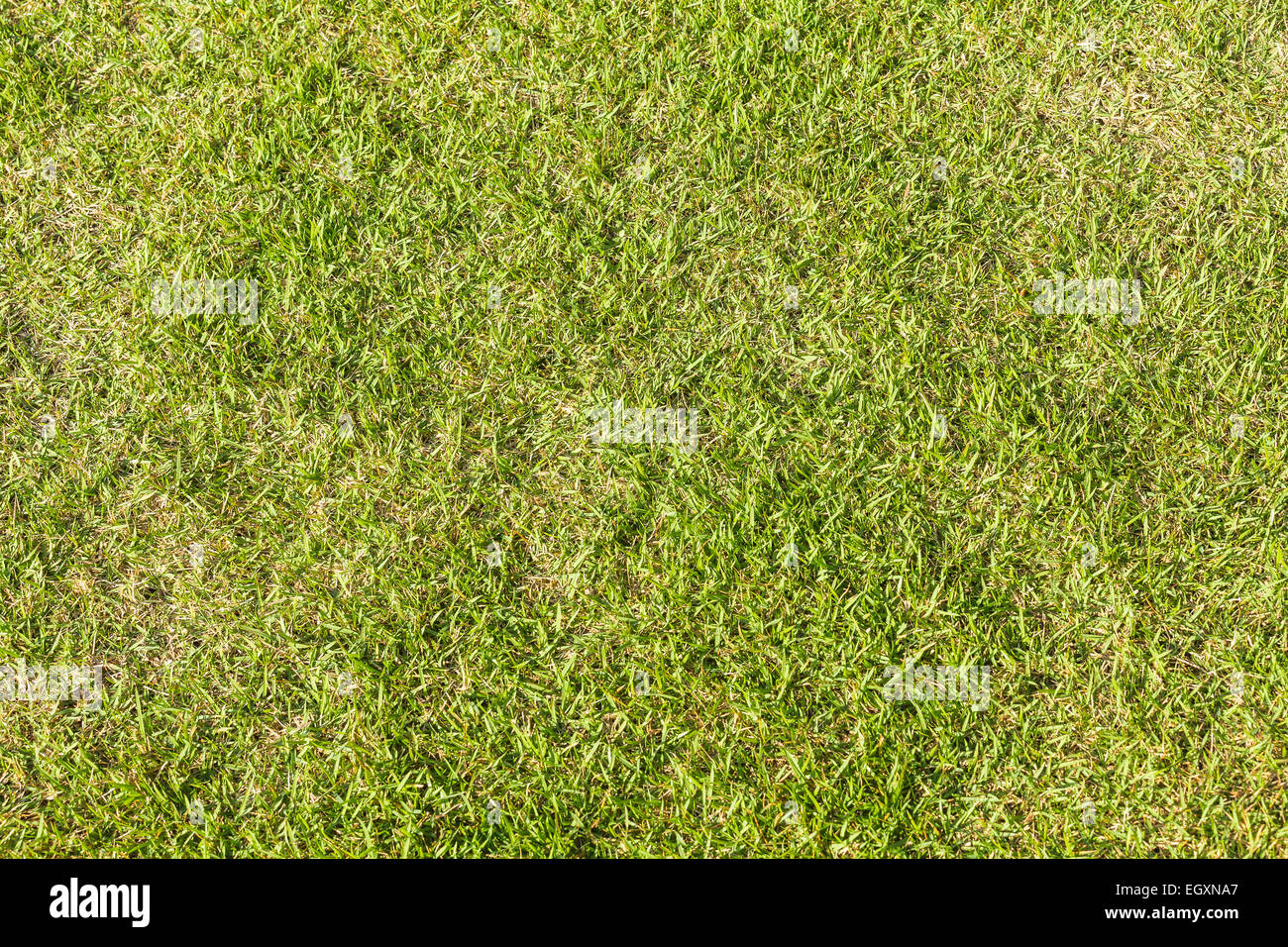 Grass texture hi-res stock photography and images - Alamy