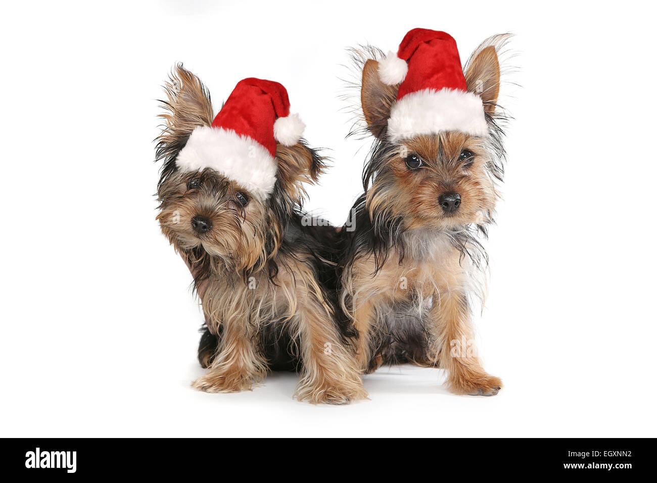 Christmas Themed Yorkshire Terriers on White Background Stock Photo - Alamy