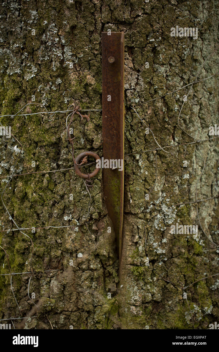 Rusty steel fence post grown into a treetrunk. Rhoen Mountains, Germany ...