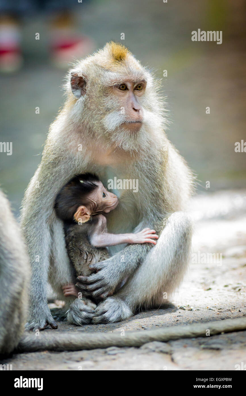 Long Tailed Macaque with her Infant , Sacred Monkey Forest, Ubud. Bali ...